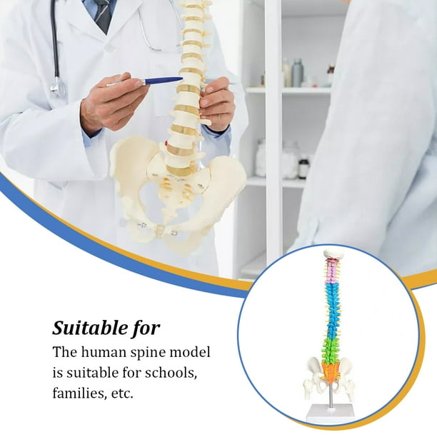 45cm Professional Practical Anatomical Spine Model Anatomical Spine ...