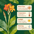 Canna-Plants Bulbs for Outdoor Garden-Ornamental-Tropical style ...