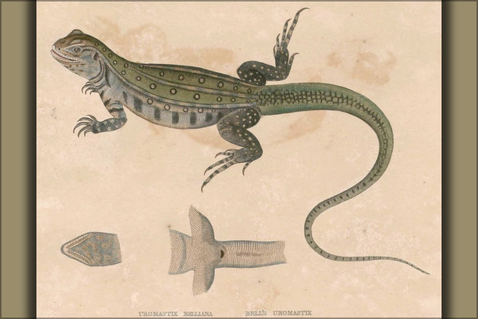 24"x36" Gallery Poster, Uromastyx belliana Leiolepis belliana (Common ...