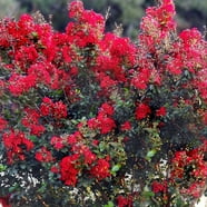 3 gal. Crape Myrtle Miss Frances Shrub with Pink Flowers - Walmart.com