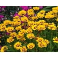 RedCrocus Sunfire Tickseed Coreopsis grandiflora – Vibrant Yellow ...