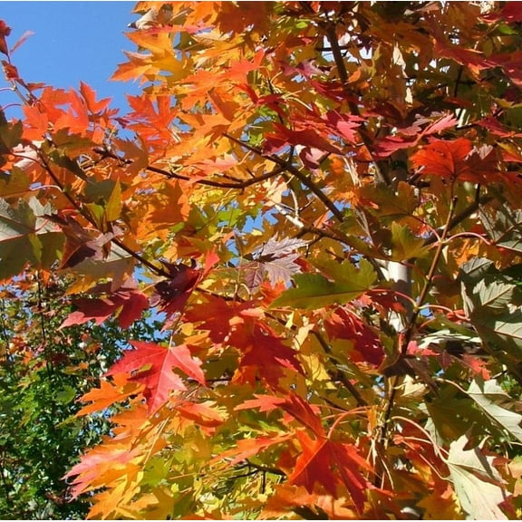 Celebration Maple Tree Live for Planting, Shade Tree Seedlings, Cold ...