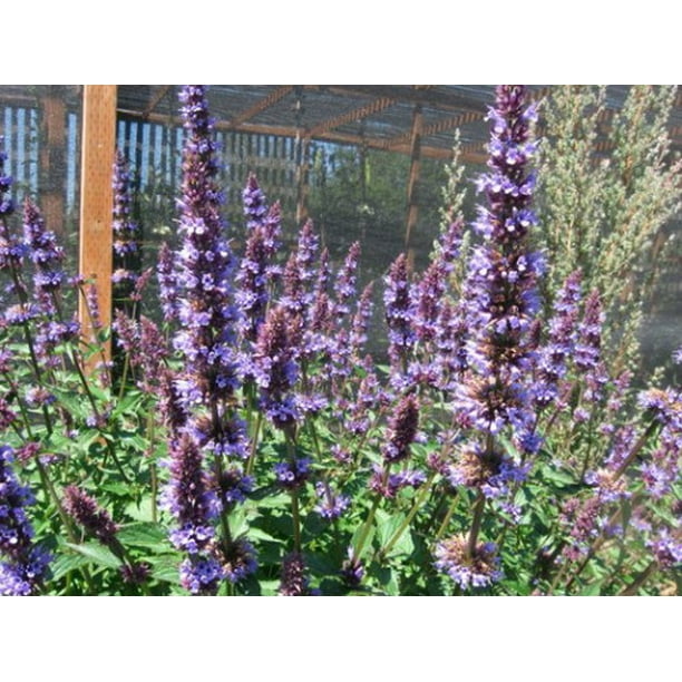 Purple Haze Hummingbird Mint - Agastache - Anise Hyssop - Hardy - Quart ...