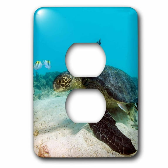 3dRose Galapagos Green Sea Turtle underwater, Galapagos, Ecuador. - 2 ...
