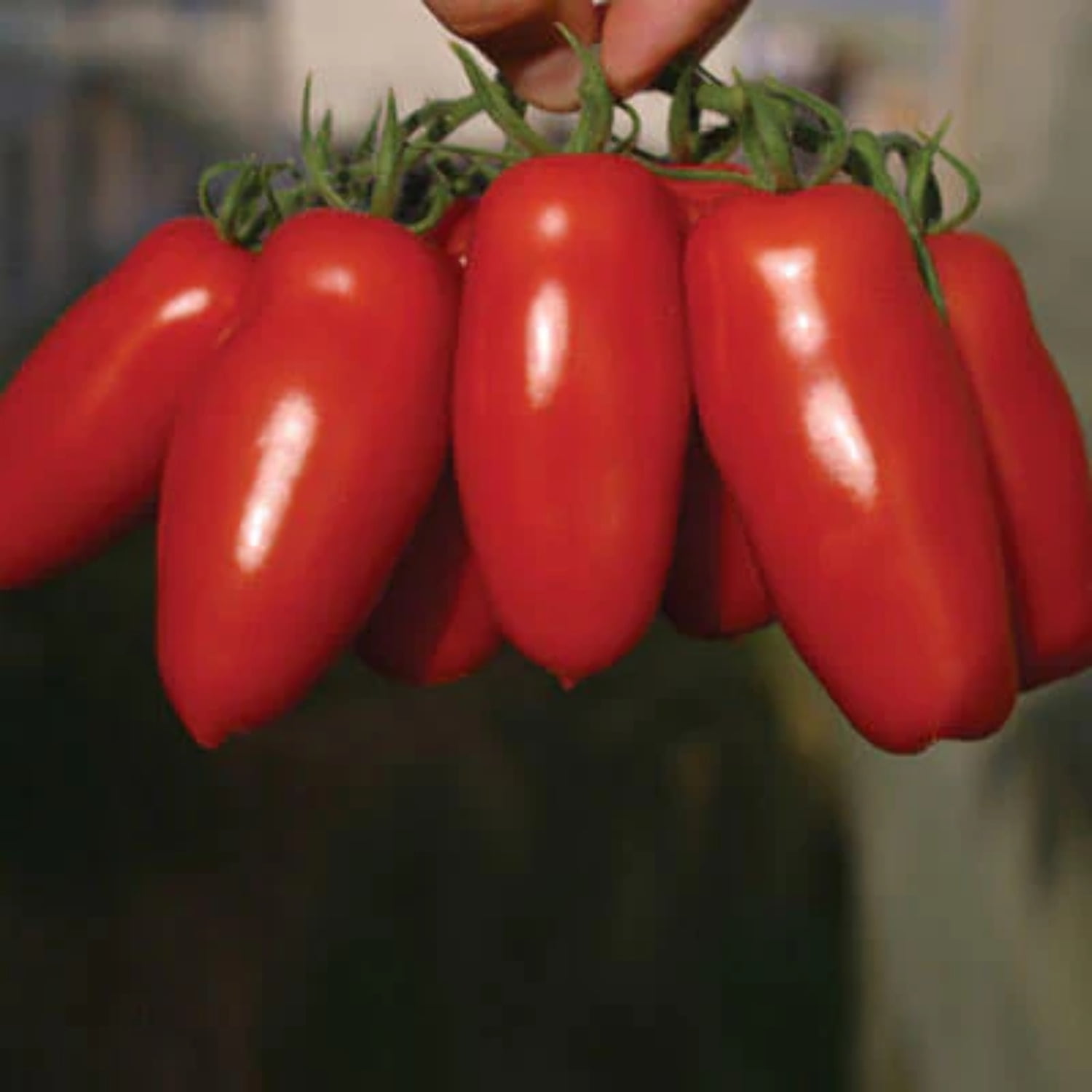 Tomato Seeds - Pozzano F1 Variety Tomato Seeds - Untreated Seeds - 50 ...