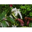 Pink Andromeda Bush Seeds for Planting (30 Seeds) - Pieris Japonica ...