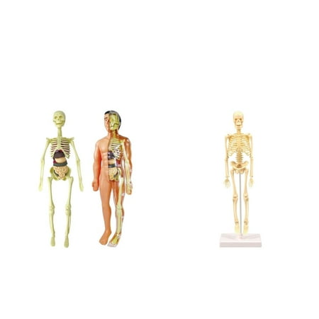 Human Body,Human Body Model for Kids Removable Parts,Human Skeleton ...