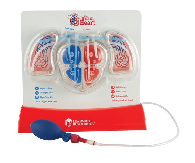 Learning Resources Pumping Heart Model - Walmart.com - Walmart.com
