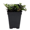 Miniature Abundance English Ivy - 2.5" Pot - Terrarium/Fairy Garden ...