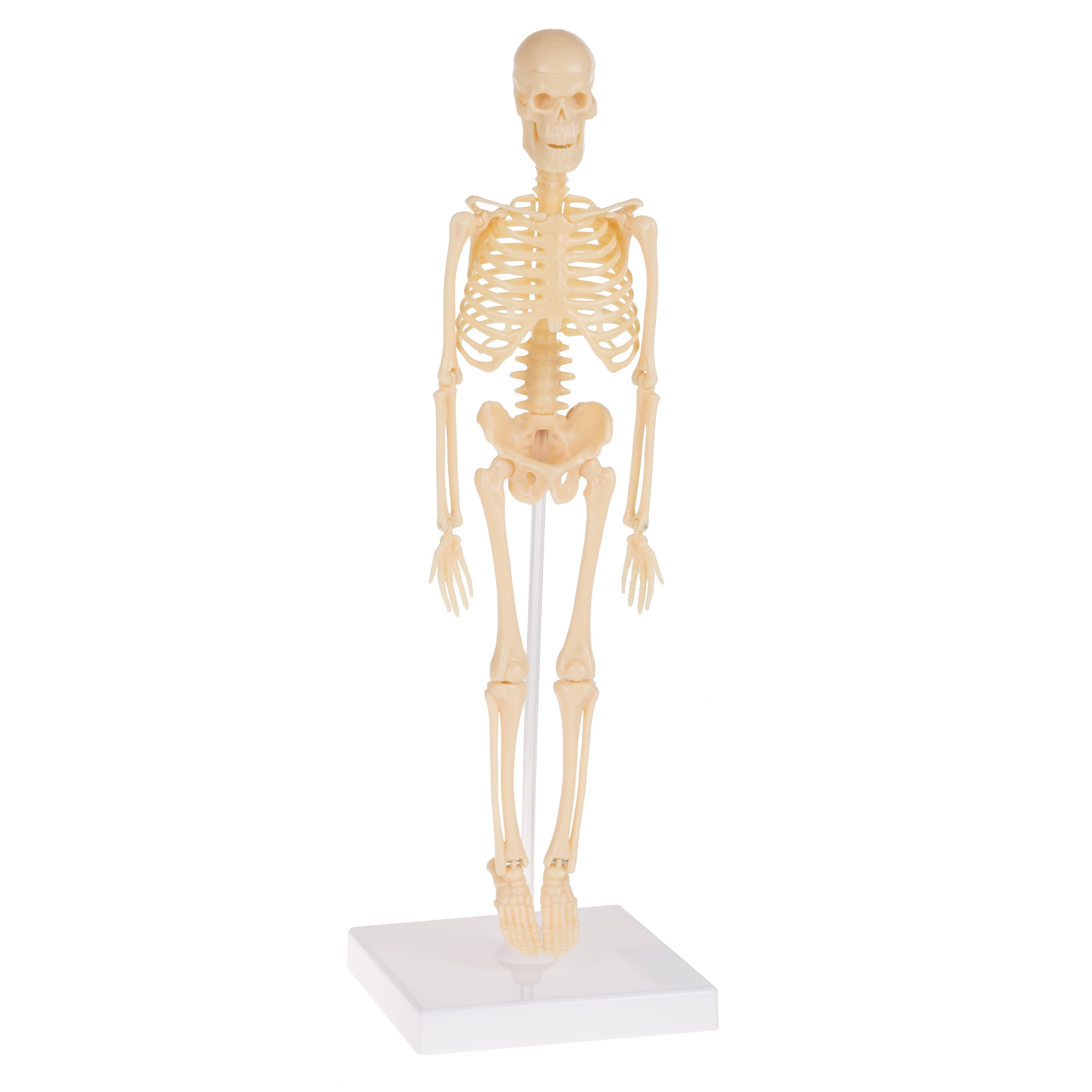 Human Skeleton Model Kit On Base 13 25 Kids Skeletal Model By Hey human-skeleton-model-kit-on-base-13-25-kids-skeletal-model-by-hey