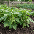 Bush Bean Live Plant, 4-6 Inch Tall Seedlings in 4 Inch Pot, Bean Bush ...