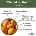 Burpee Cherokee Bush Pumpkin Vegetable Seed, 1-Pack - Walmart.com