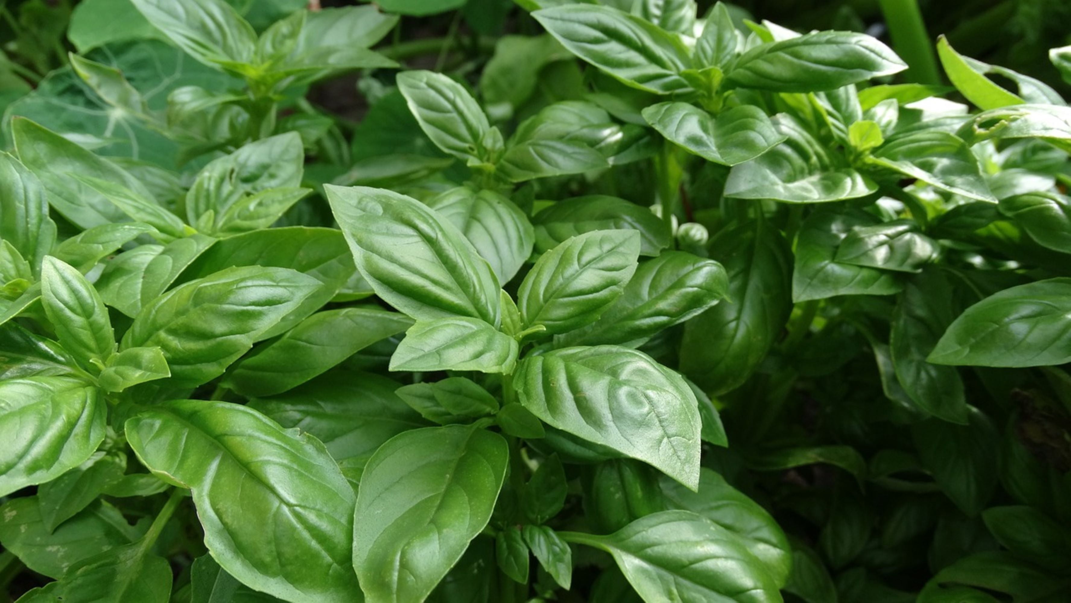 Genovese Sweet Basil Seeds/ Full Sun/ Annual/ 17K Seeds 1 oz/ Zellajake ...