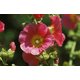 Earthcare Seeds - Hollyhock Indian Spring Mix 150 Seeds (Alcea Rosea ...
