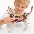 4D Animal Anatomy Model, Detachable Cat Dog Skeleton Organ Dissection ...