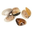PanaPesca Whole Shell Clams, 17-22 Count, Pre-Cooked, 1lb - 10 per Case ...