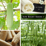 Luffa Gourd Seeds - Non GMO Heirloom Varieties for your Home Vegetable ...