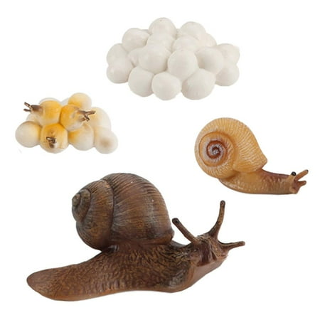 Grasshopper / Snail Growth Life Cycle Teaching 2 | Walmart Canada