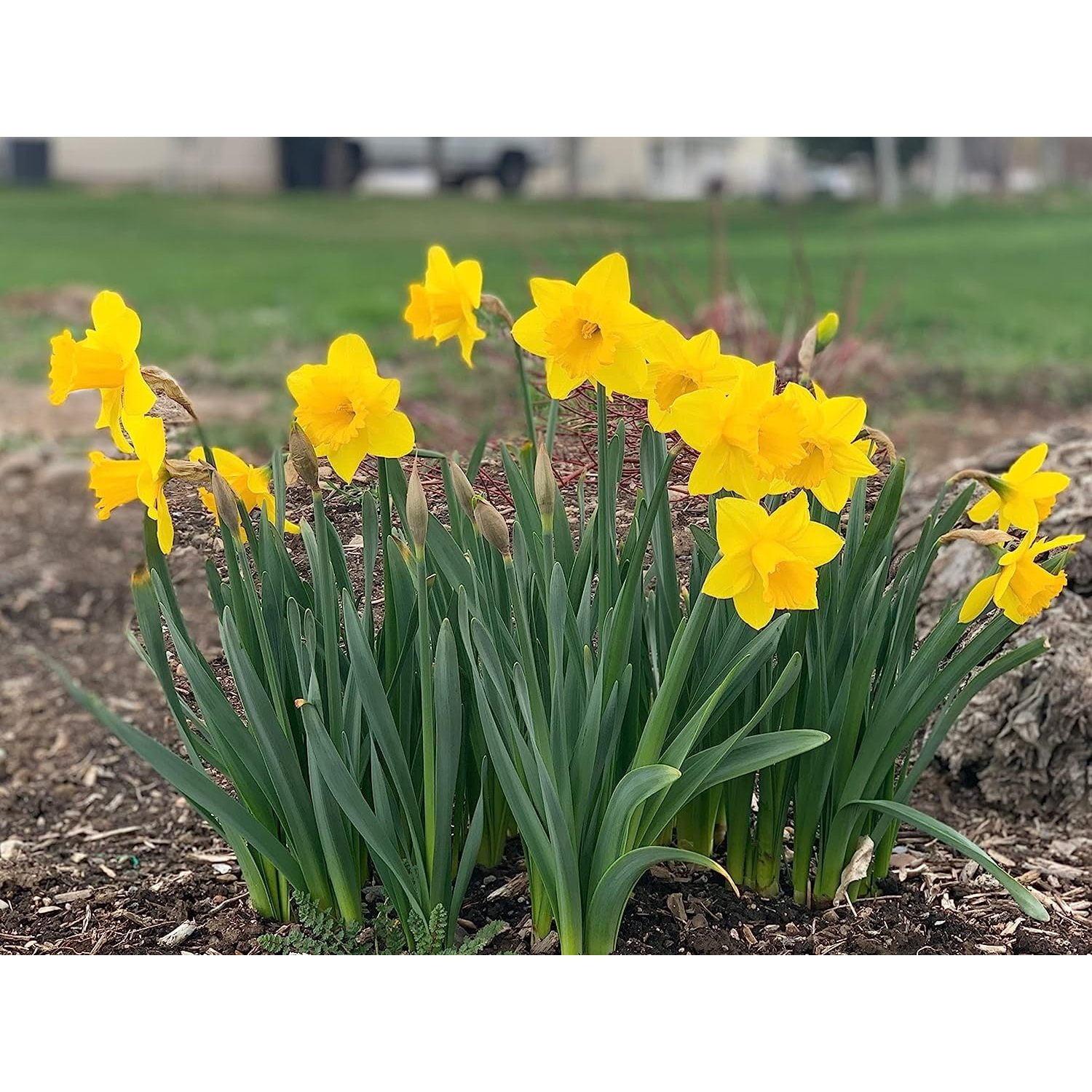 Dutch Master Daffodil 100 Bulbs - 12/14 cm Bulbs - Walmart.com
