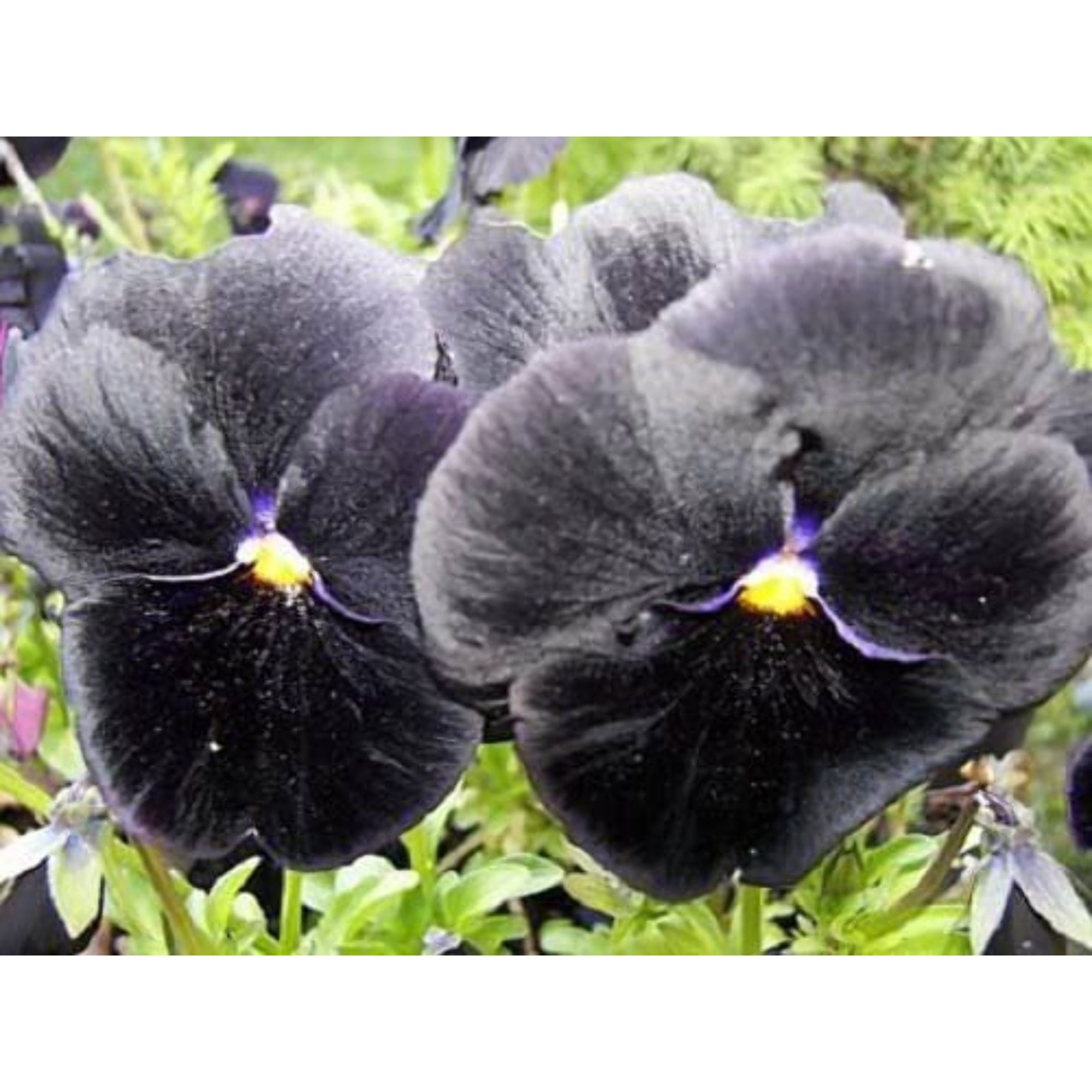 Click here for Seedville Usa 50 Black Pansy Clear Crystals Viola... prices