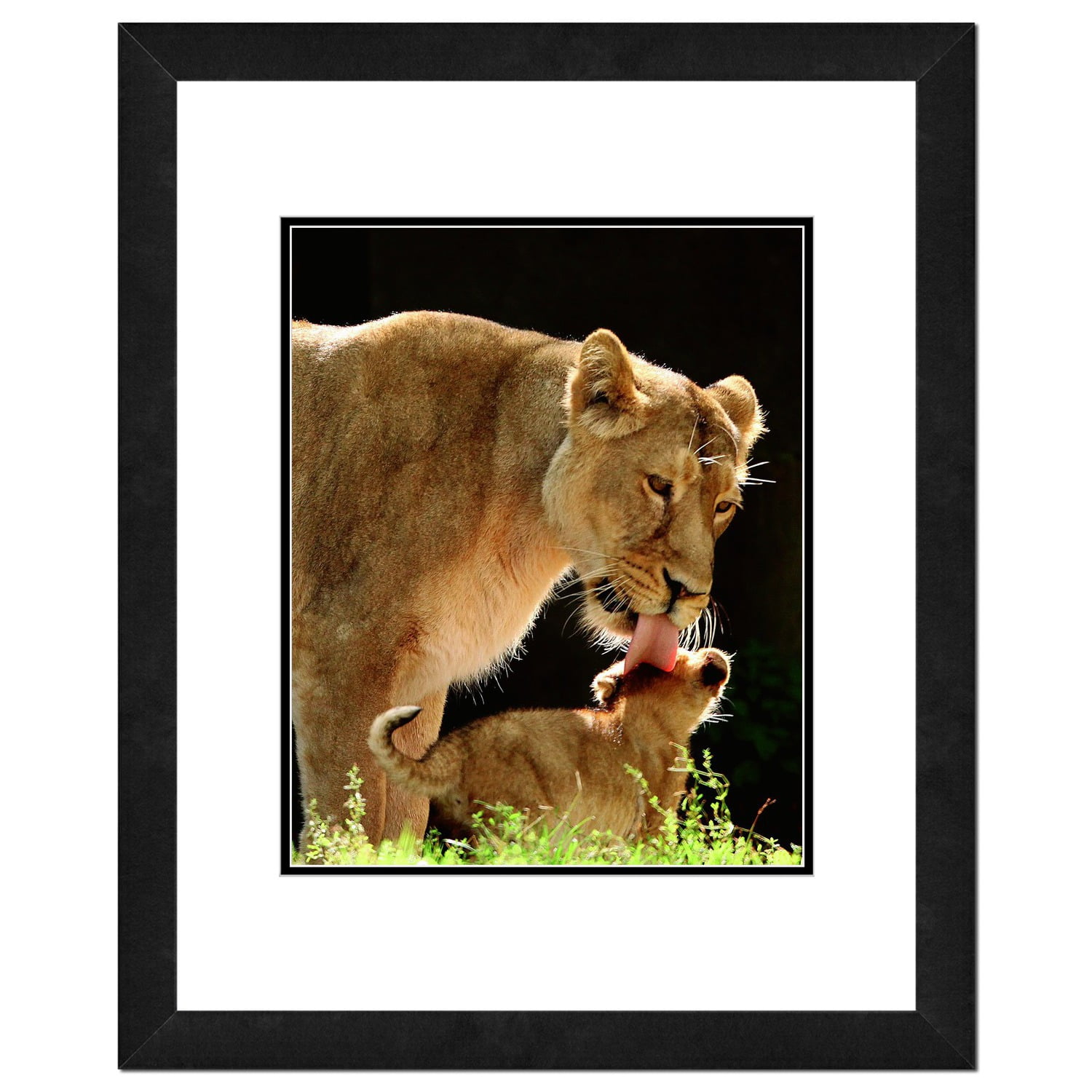 Lions Framed Photo by Photo File - Walmart.com