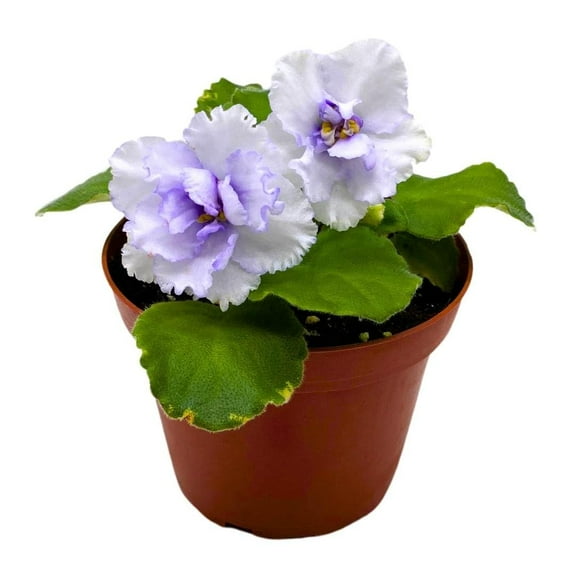 Harmony Foliage African Violet Smokey Moon 4 inch Gesneriad - Walmart.com