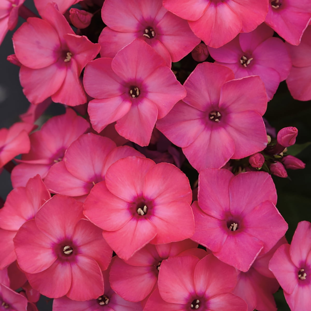 Super Ka-Pow® Coral Phlox Perennial - Phlox paniculata - Live Plant - 3 ...