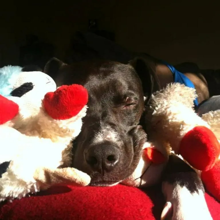 Why Are Danes So Obsessed With Lamb Chop? I See So Many, 59% OFF