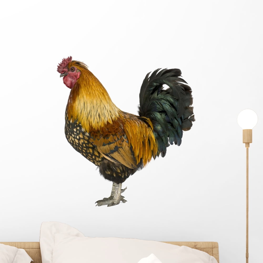 Gallic Rooster 5 Years Wall Decal by Wallmonkeys Peel and Stick Graphic ...
