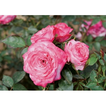 Parade® Freja™ Miniature Rose Bush - Fragrant - NEW for 2021 - 2.5" Pot ...