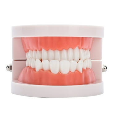 Denture Model Gums Standard Audlt Teeth Model Medical Teaching Tool ...