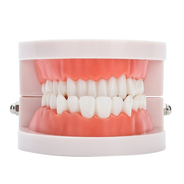Denture Model Teeth Model Standard Adut Teeth Model Teaching Tool ...