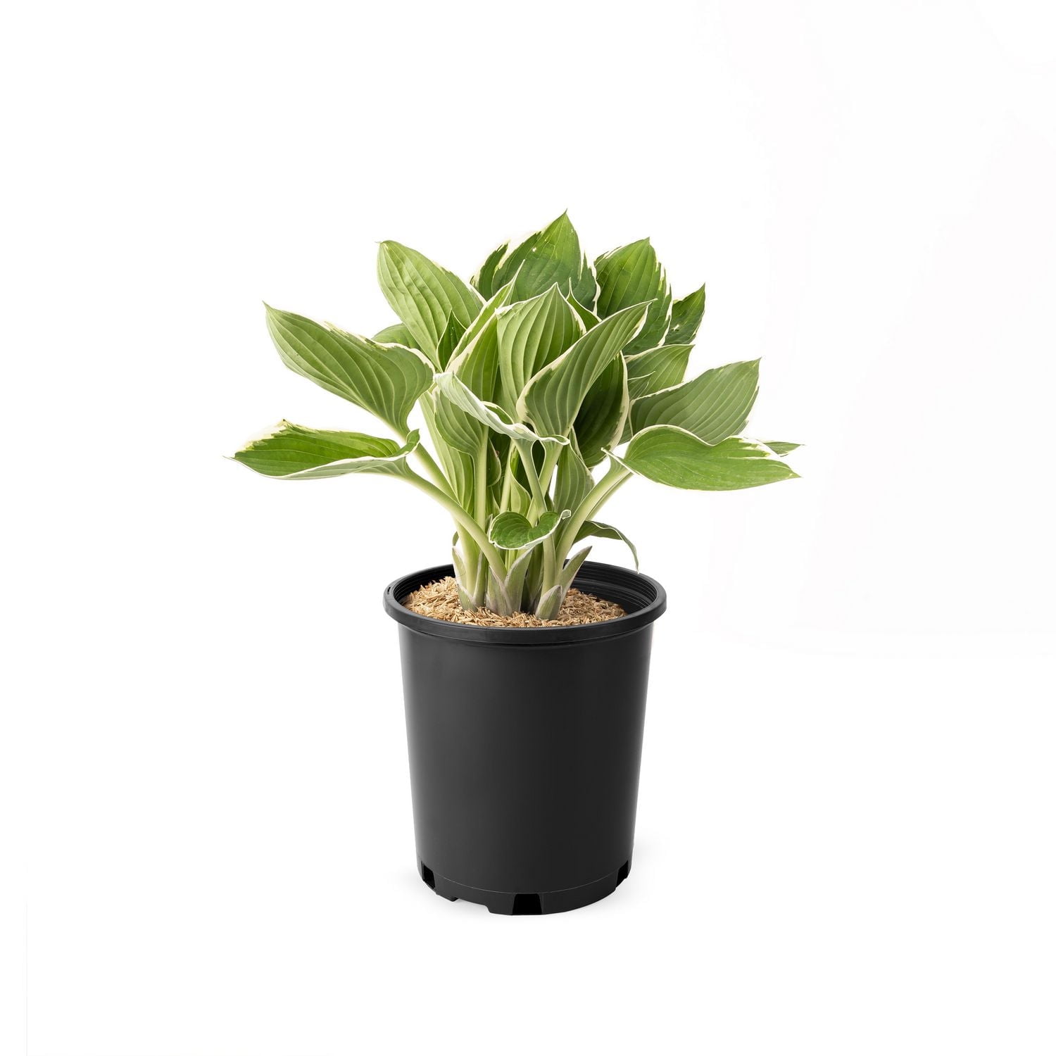 Click here for Landscp Essentials 2 Gallon (7.5l) Francee Hosta prices