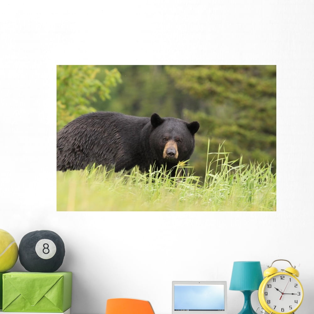Large Male Black Bear Wall Mural by Wallmonkeys Peel and Stick Graphic ...