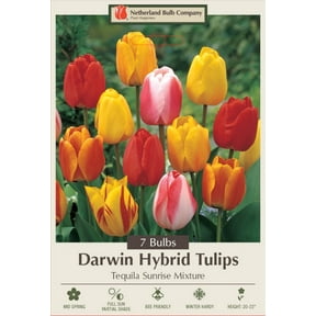 Garden State Bulb Darwin Hybrid Yellow Impression Tulip Flower Bulbs ...