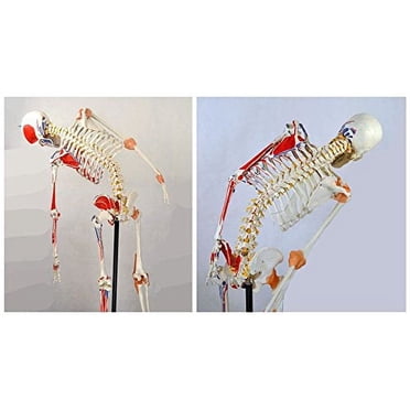 Anatomical model: mini skeleton - Walmart.com