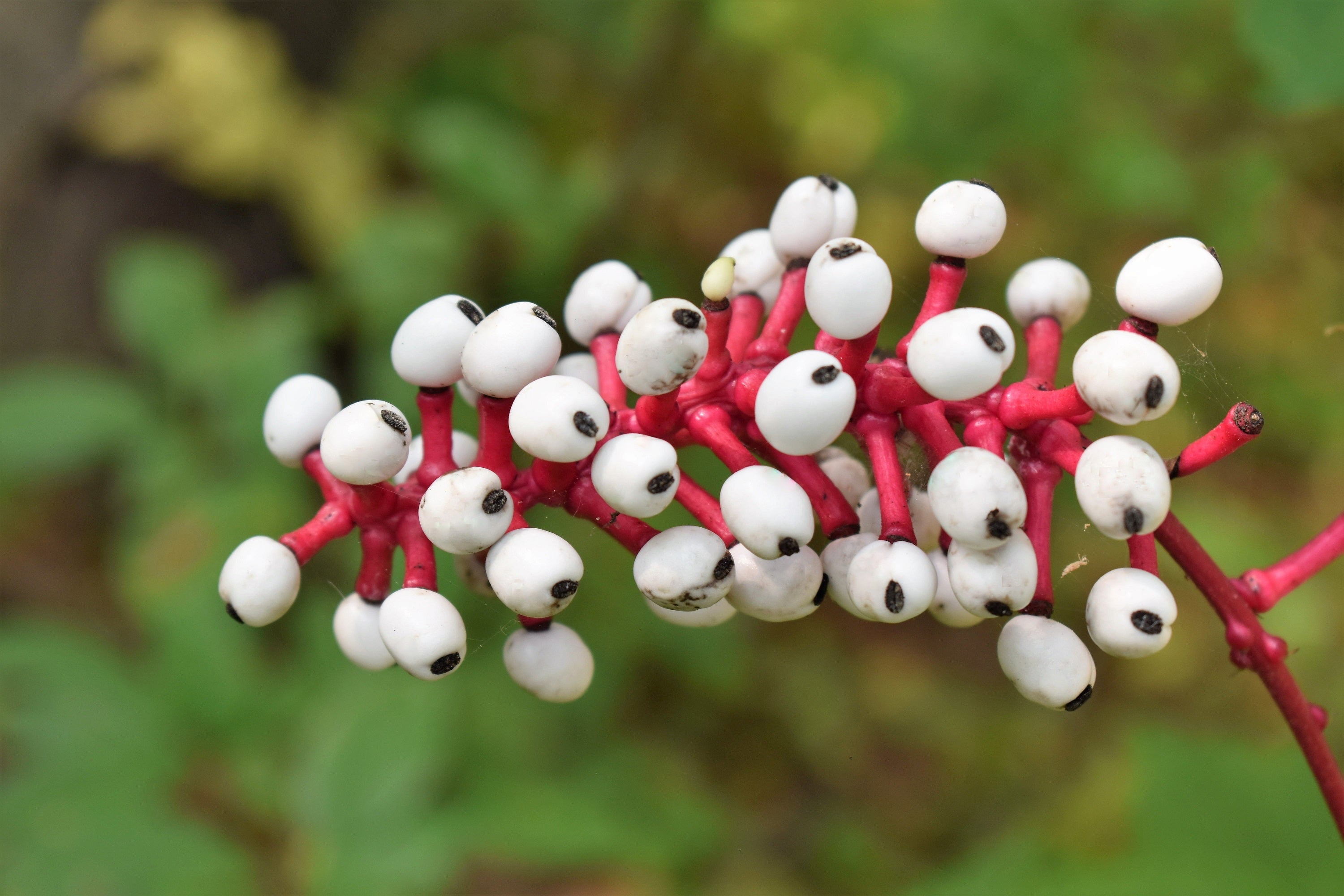10 DOLL'S EYES Flower White Baneberry Cohosh Actaea Pachypoda Alba ...
