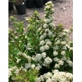 Expert Gardener 2.25 gal Spirea Snowmound Live Shrubs - Walmart.com