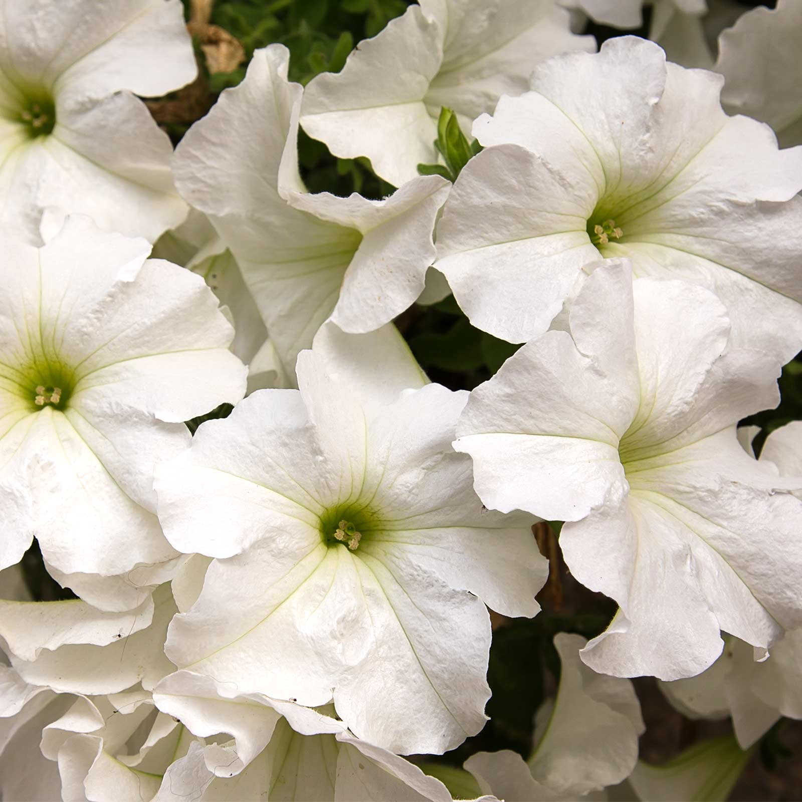 Petunia - Dream Series Flower Garden Seed - 1000 Pelleted Seeds - White ...