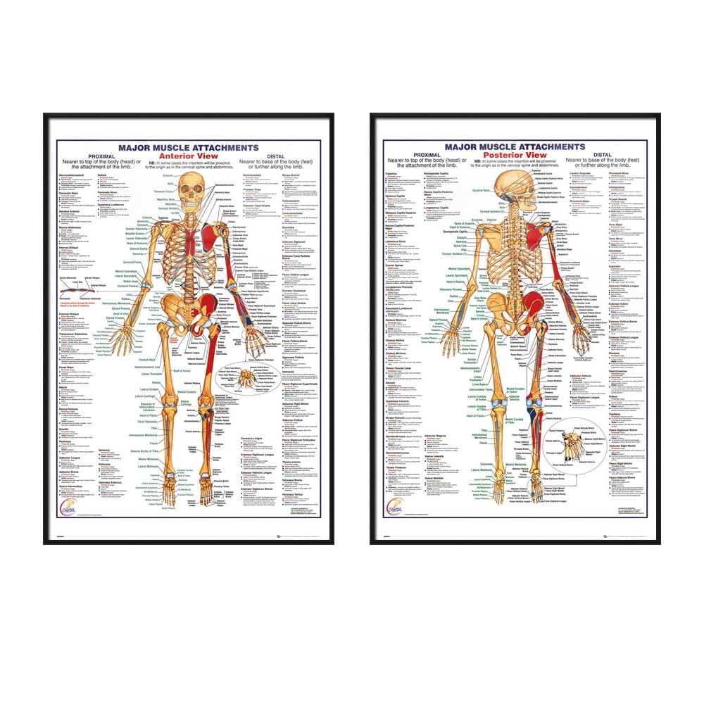 The Human Body - Framed 2 Piece Medical / Educational Poster / Print ...