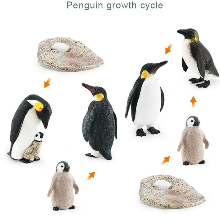 King Penguins Life Cycle