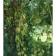 7 BLUE SAUSAGE FRUIT Edible & Ornamental Decaisnea Fargesii Tree Shrub ...