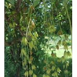 7 BLUE SAUSAGE FRUIT Edible & Ornamental Decaisnea Fargesii Tree Shrub ...
