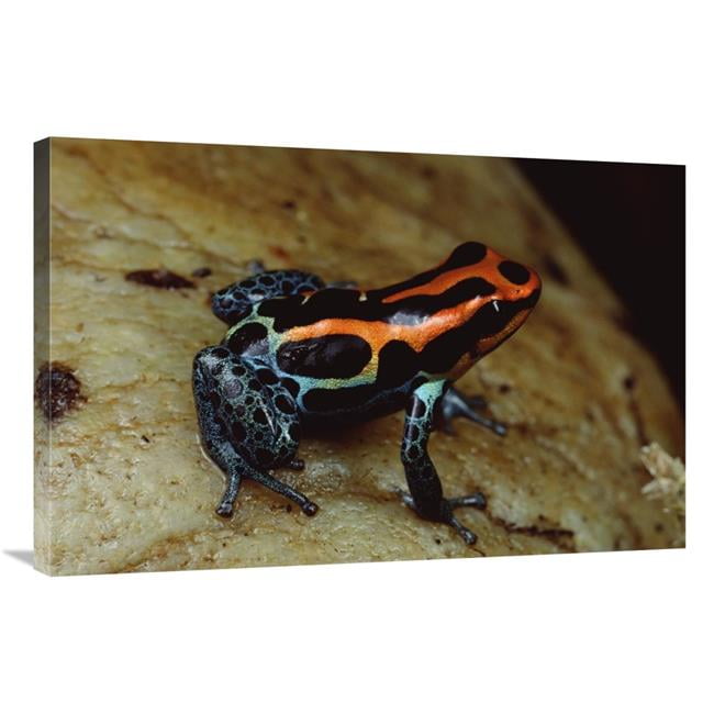 24 x 36 in. Rio Madeira Poison Frog, Peruvian Lowlands Art Print - Mark ...