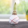 Holland Bulb Farms Sparkler Waxed Amaryllis Flower Plant Bulbs, Real ...