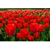 10 Weber's Pink Parrot Tulip Bulbs for Planting - Easy to Grow - Walmart.com