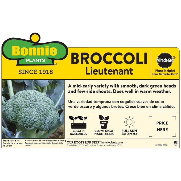 Plants De Brocoli En Conteneurs 7 Tips To Grow Broccoli In Containers: