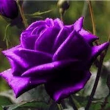 PEMDASGARDEN, 30 Rare Rose Seeds, English Blue and Yellow Roses, BUY 4 ...