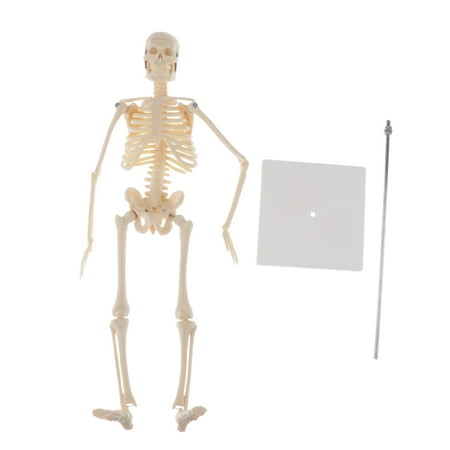Mini Human Skeleton Model with Stand & Base - 18inches Tall with ...