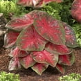 Caladium Bulbs - Red Flash - 9 Bulbs - Red Flower Bulbs, Bulb Easy to ...